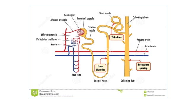 Metabolism of potassium and its clinical significance | PDF | Digestive ...