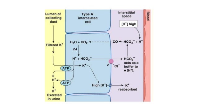 Metabolism of potassium and its clinical significance
