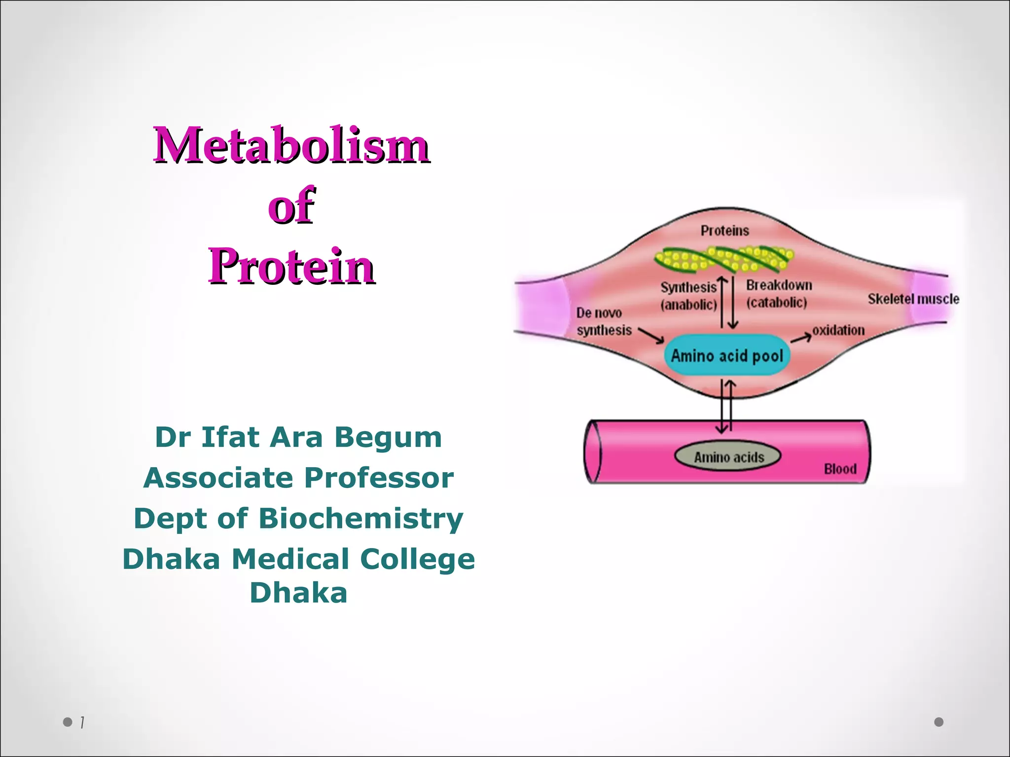 Metabolism of protein | PPT