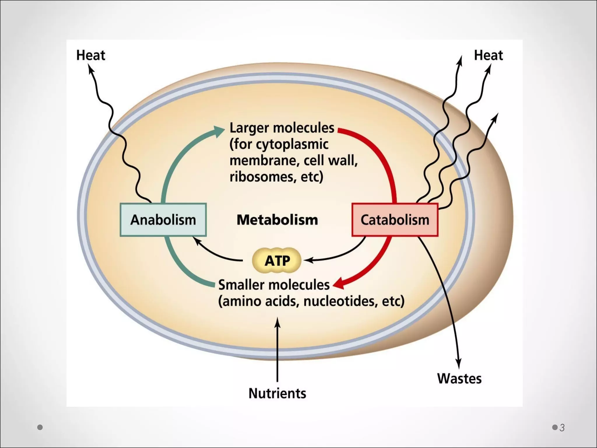 Metabolism of protein | PPT