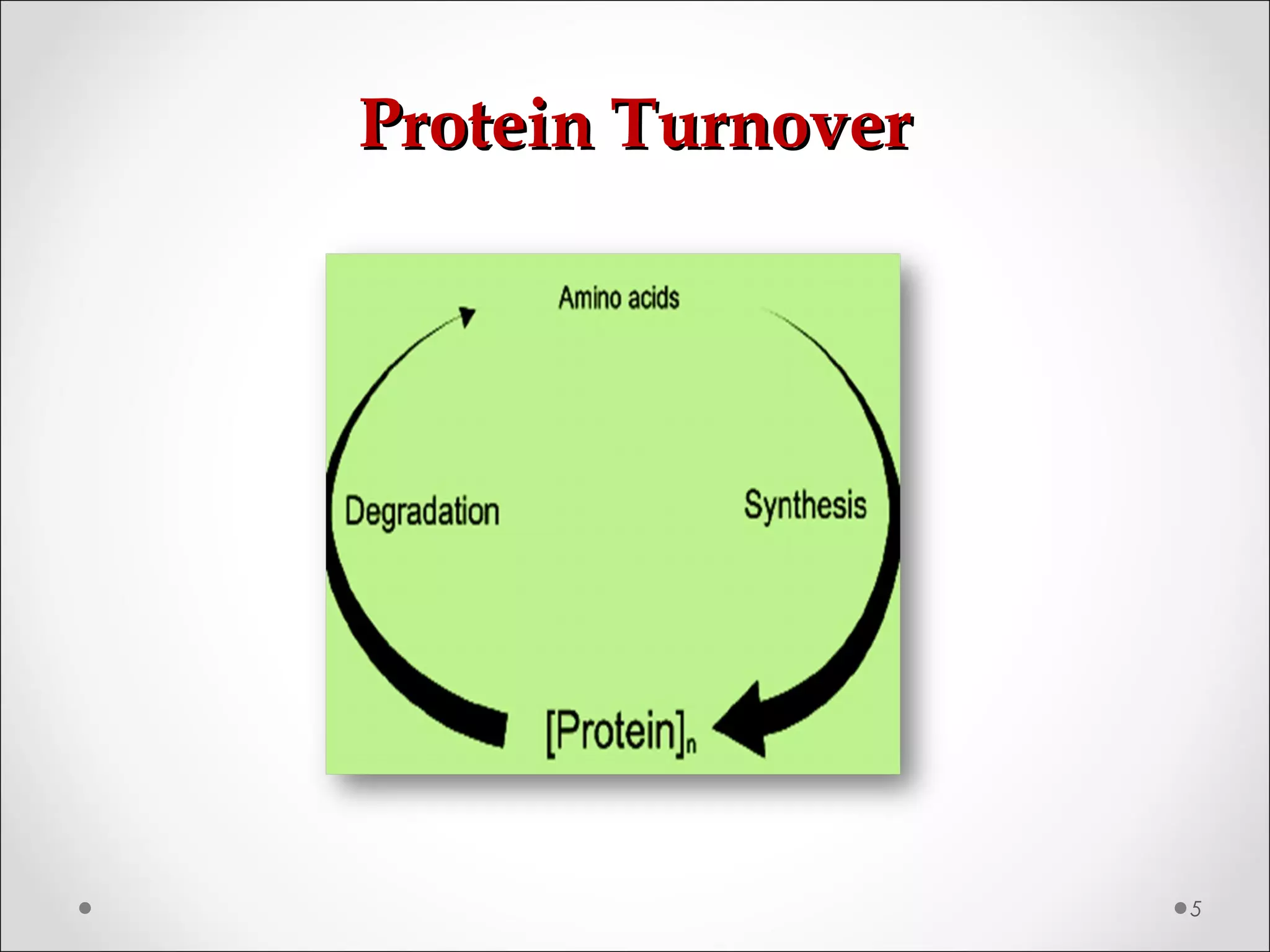 Metabolism of protein | PPT