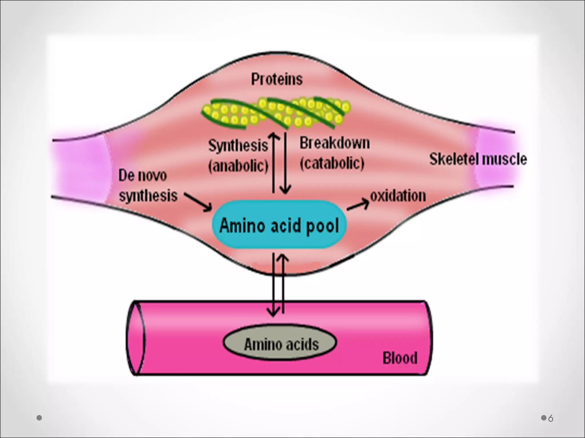Metabolism of protein | PPT