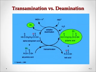 Metabolism of protein | PPT