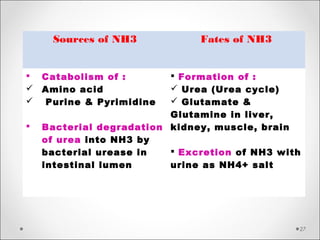 Metabolism of protein | PPT