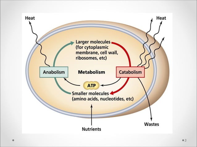 Metabolism of protein | PPT | Endocrine and Metabolic Diseases ...