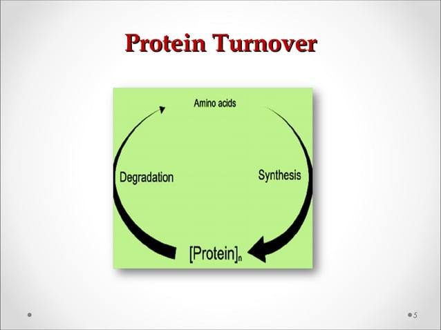 Metabolism of protein | PPT | Endocrine and Metabolic Diseases ...