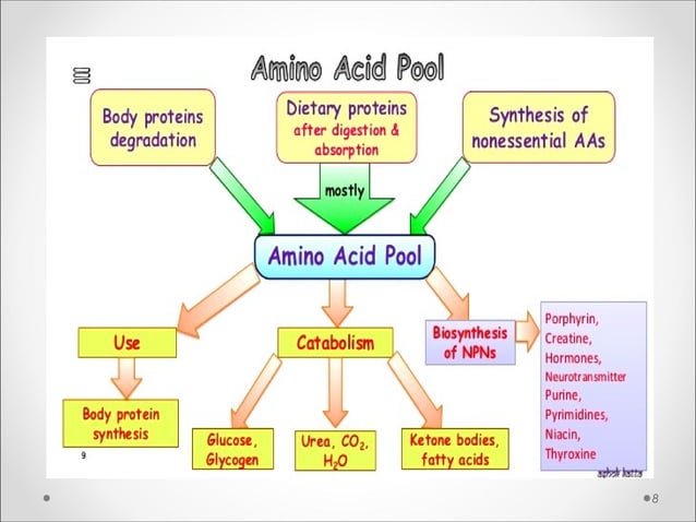 Metabolism of protein | PPT | Endocrine and Metabolic Diseases ...