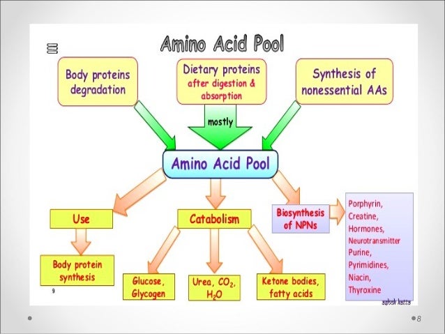Metabolism of protein