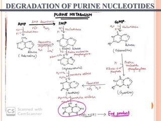 metabolism of purines and Gout.pptx