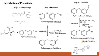 Metabolism of synthetic pyrethroids | PPTX