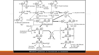 Metabolism of synthetic pyrethroids | PPTX