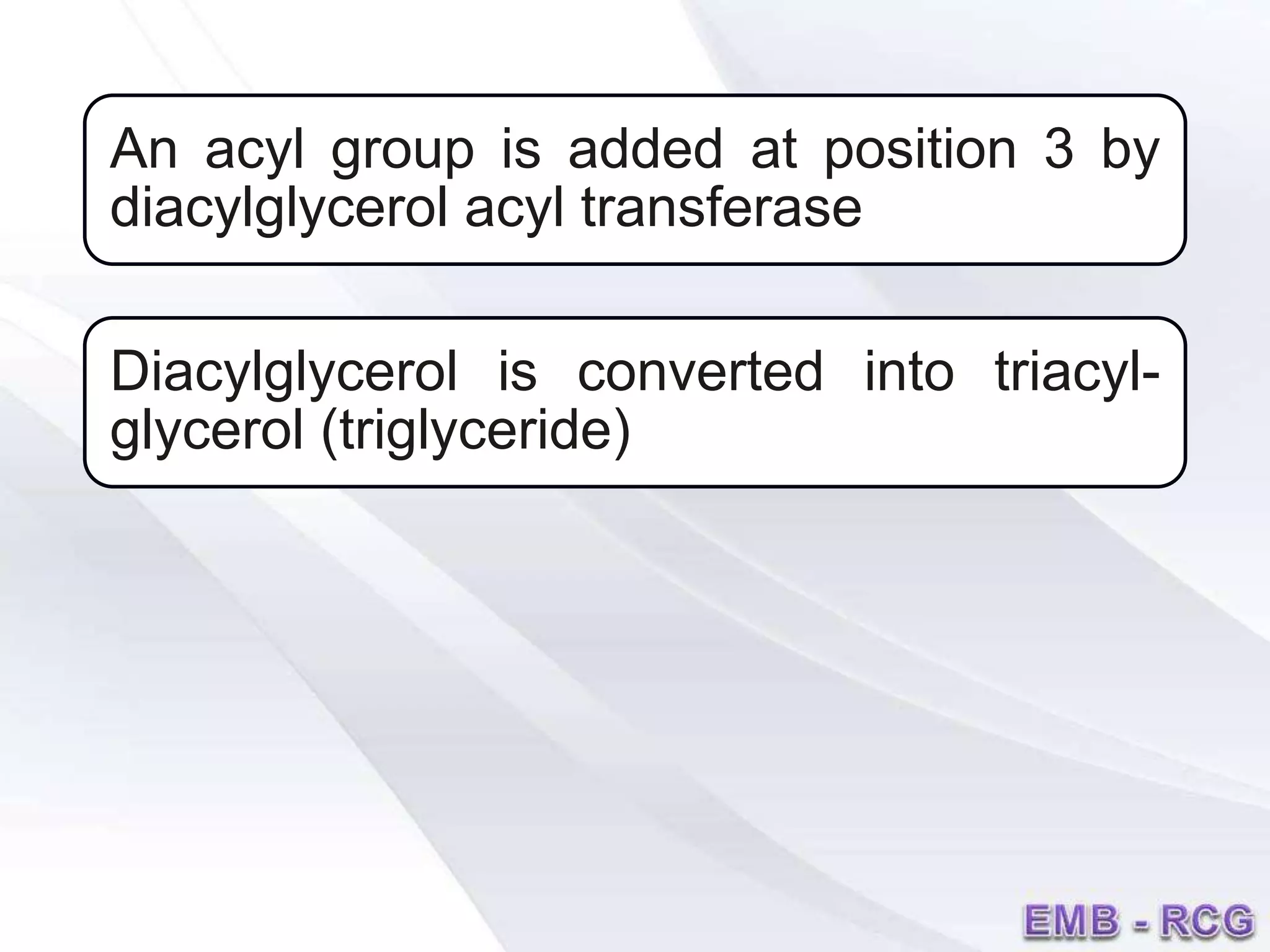 Metabolism of triglycerides | PPTX