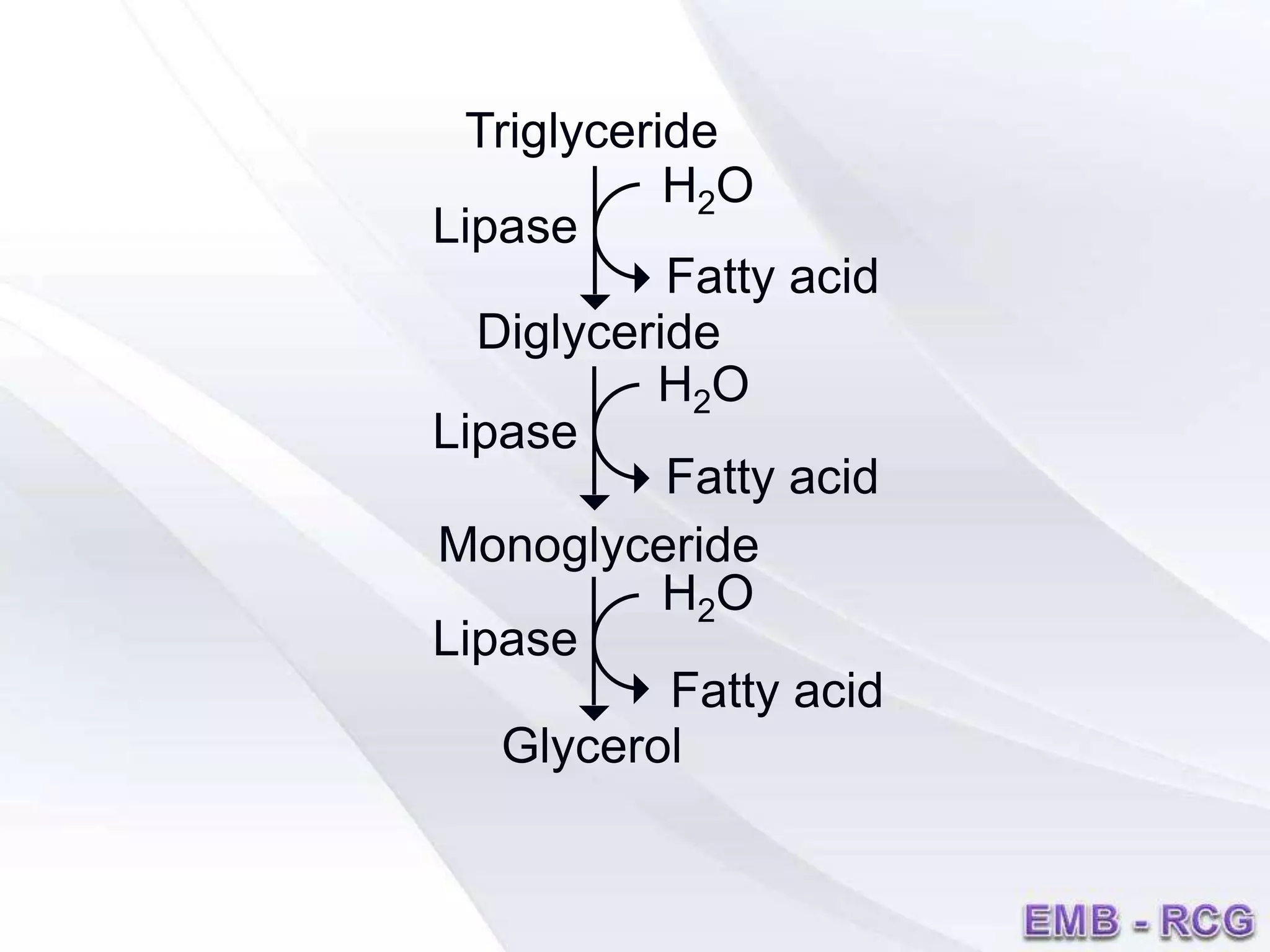 Metabolism of triglycerides | PPTX