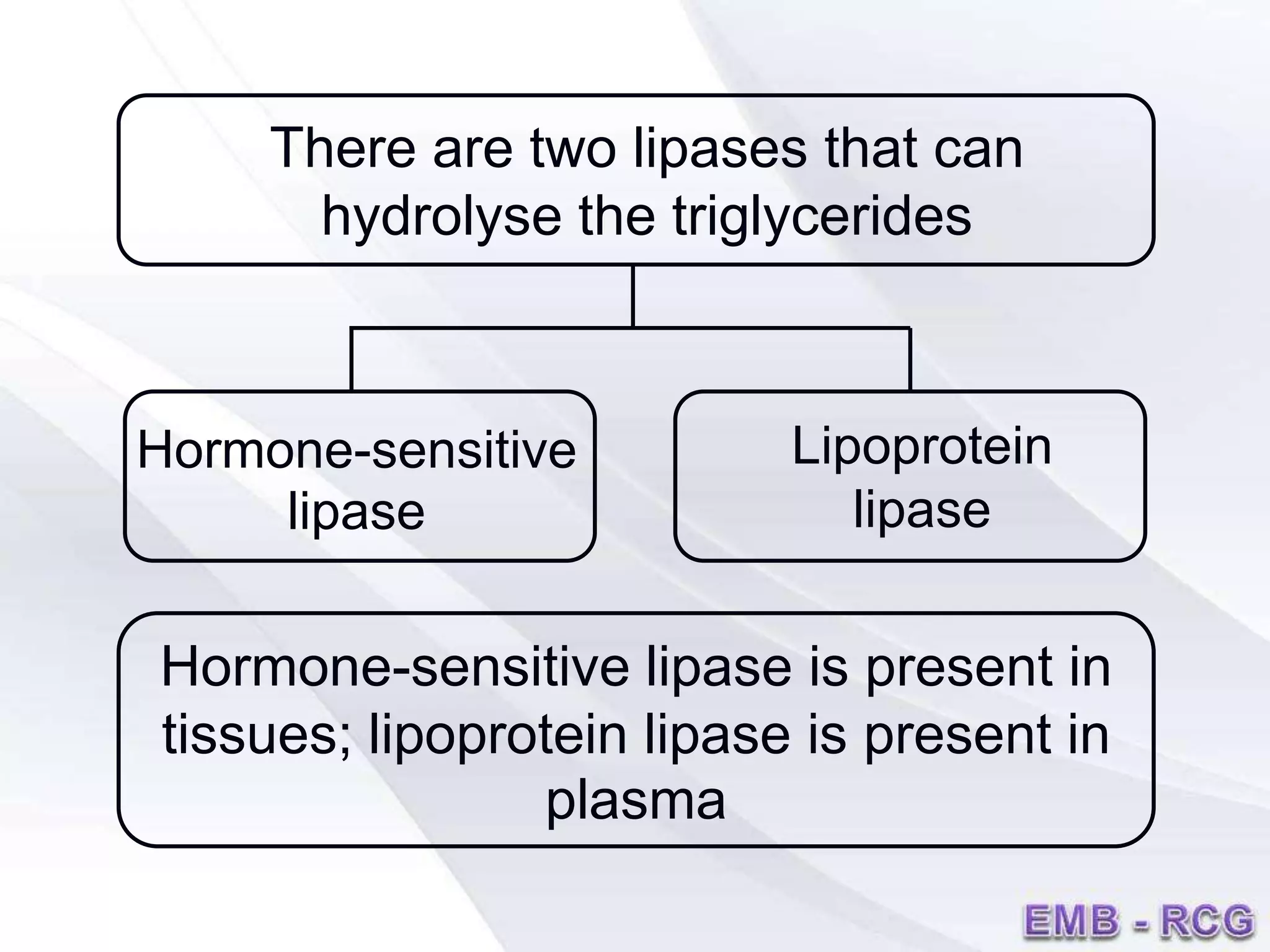 Metabolism of triglycerides | PPTX