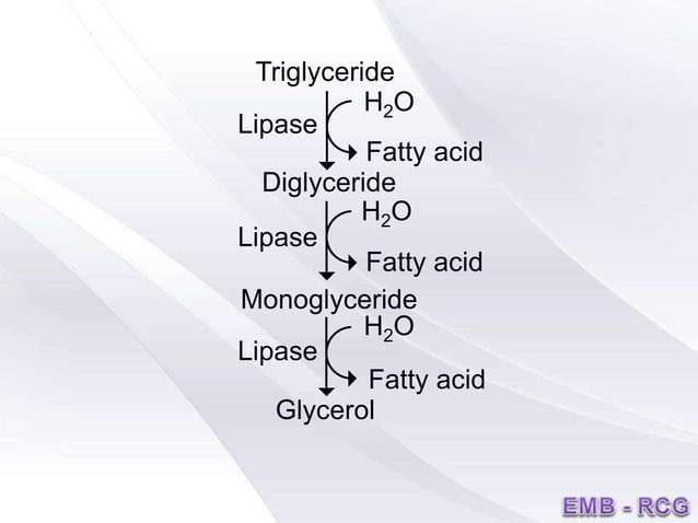 Metabolism of triglycerides | PPTX | Endocrine and Metabolic Diseases ...