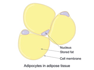 Metabolism of triglycerides | PPTX