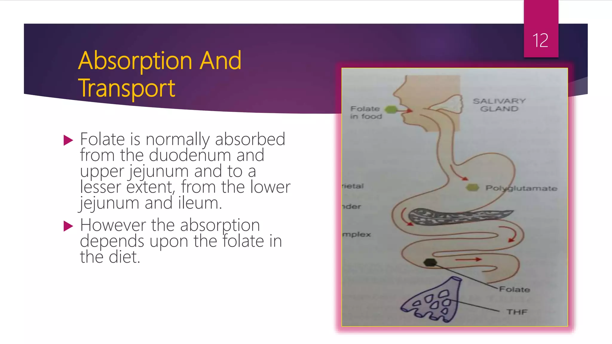 Metabolism of Vitamin B12 and Folic Acid | PPTX