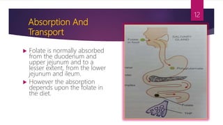 Metabolism of Vitamin B12 and Folic Acid | PPTX
