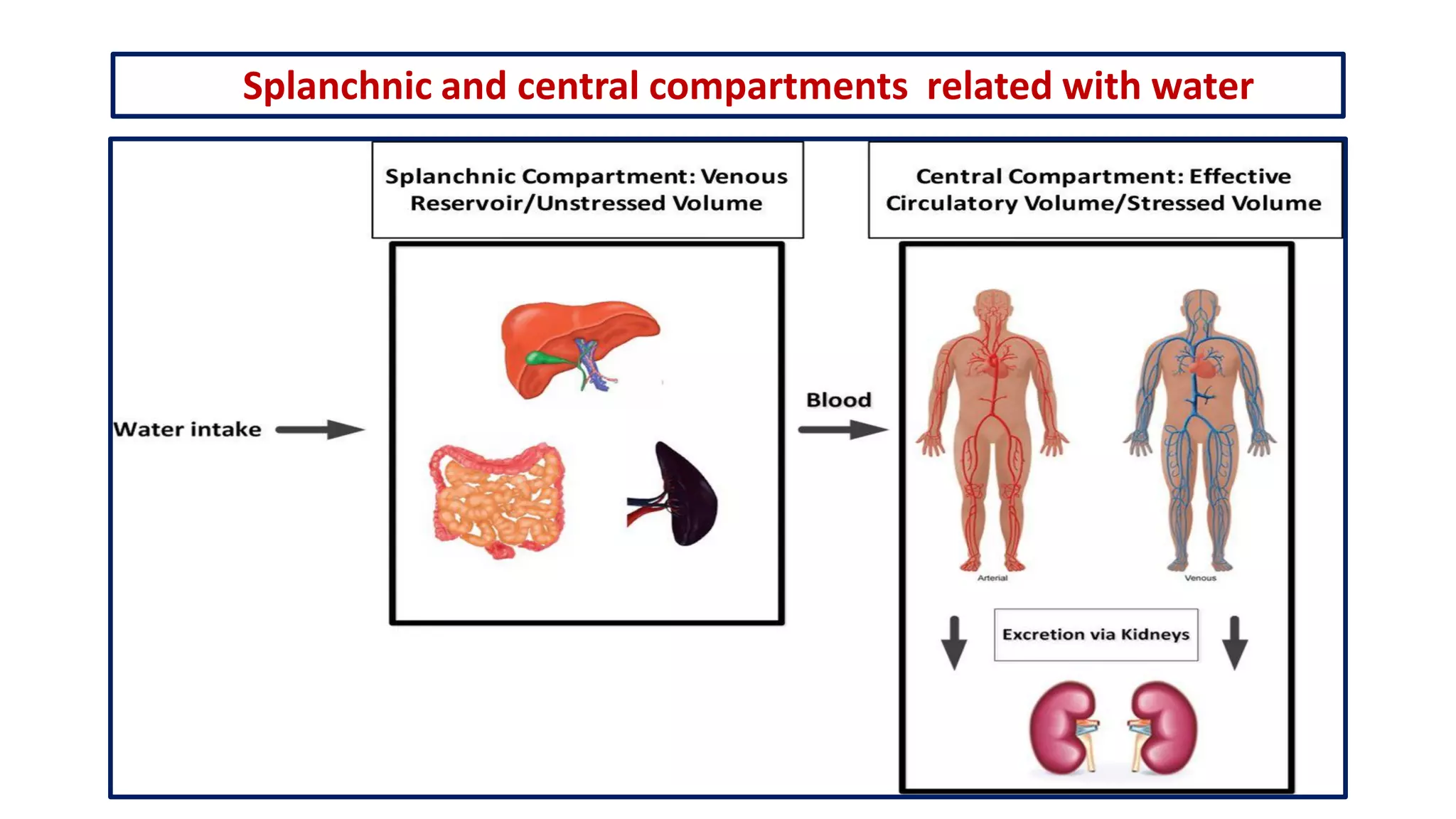 Metabolism of water and its clinical significance | PDF