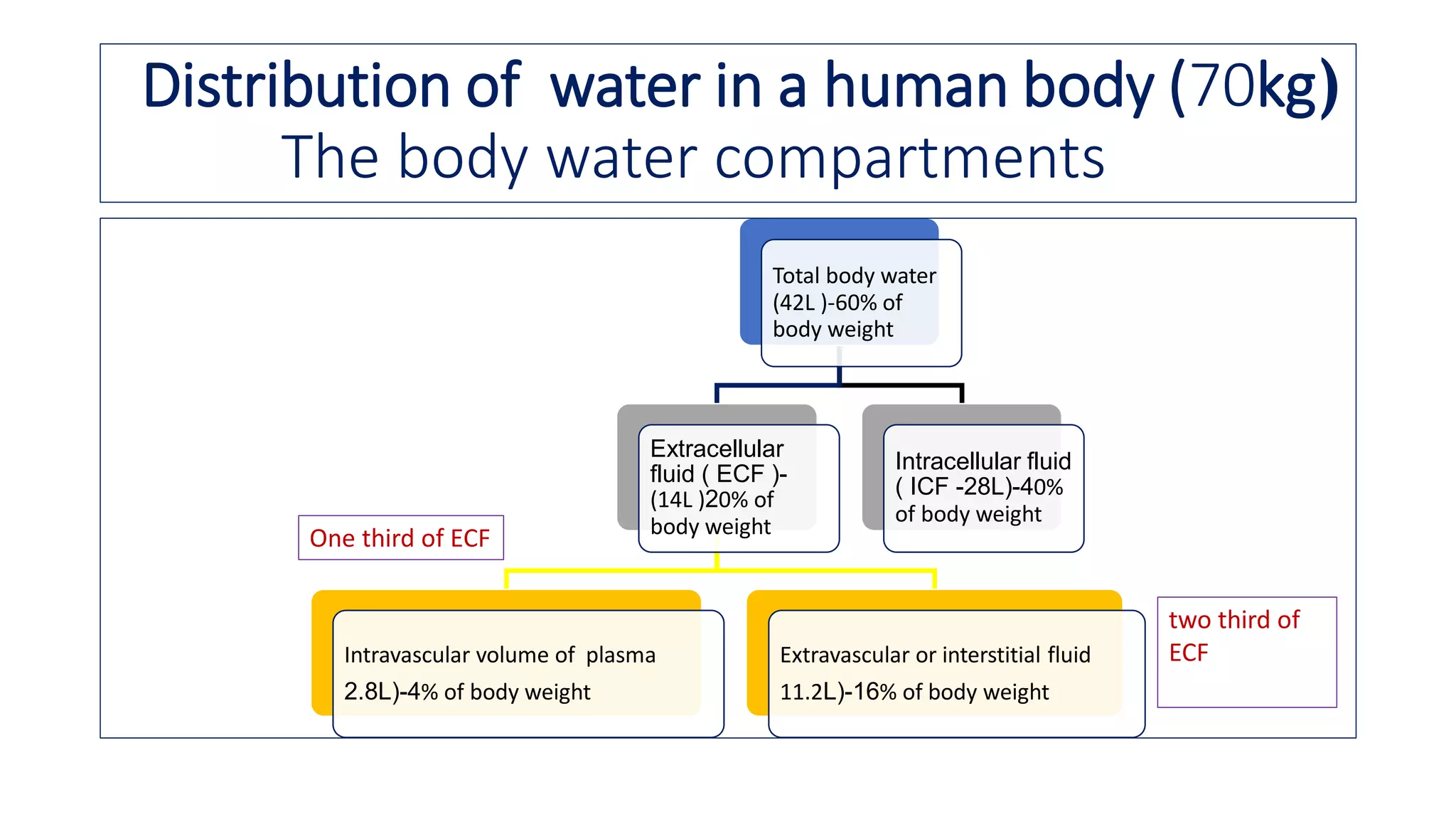 Metabolism of water and its clinical significance | PDF