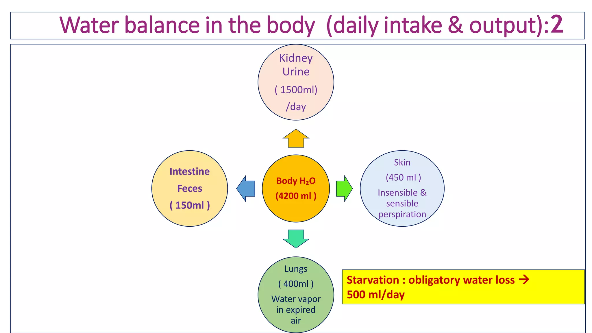 Metabolism of water and its clinical significance | PDF