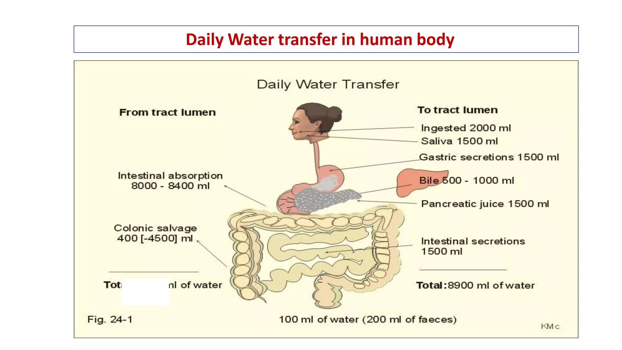 Metabolism of water and its clinical significance | PDF