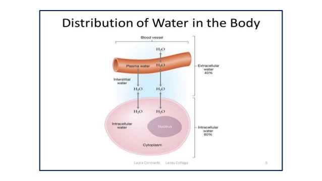 Metabolism of water and its clinical significance