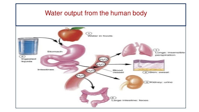 Metabolism of water and its clinical significance
