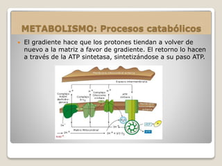 Metabolismo i | PPSX