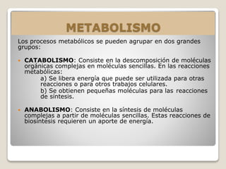 Metabolismo i | PPSX