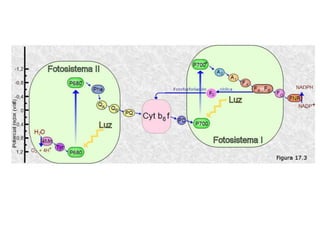 Metabolismo iii anabolismo | PPT