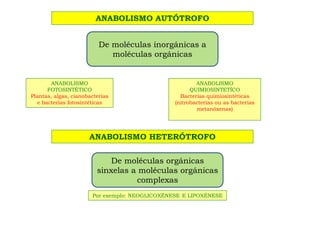 Metabolismo iii anabolismo | PPT