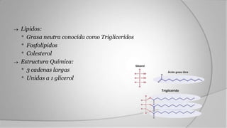 Metabolismo lipídico | PPT