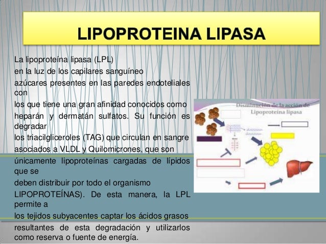 Metabolismo lipidico