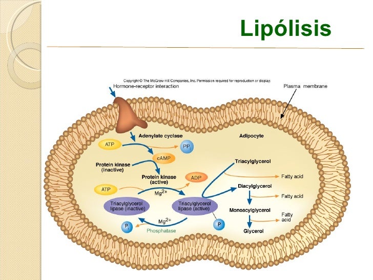 Metabolismo lípidos