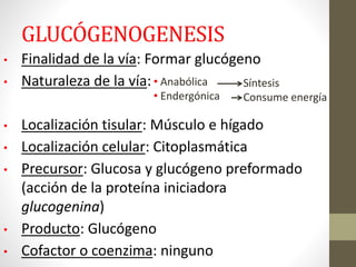 Metabolismo parte II | PPTX