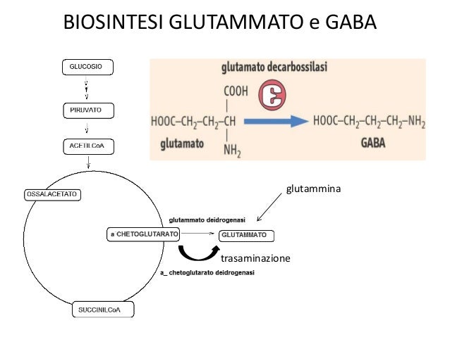 Metabolismo snc