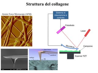 Collagene-T osseo | PPT