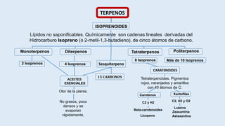 metabolismo vegetal, metabolitos secundarios | PPTX