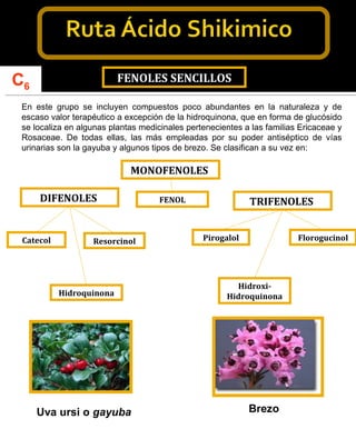 Metabolismo vegetal[1] | PPT