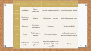 Metabolismo y enzimas | PPTX