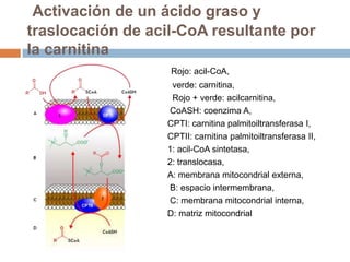 Metabolismo y lípidos | PPTX