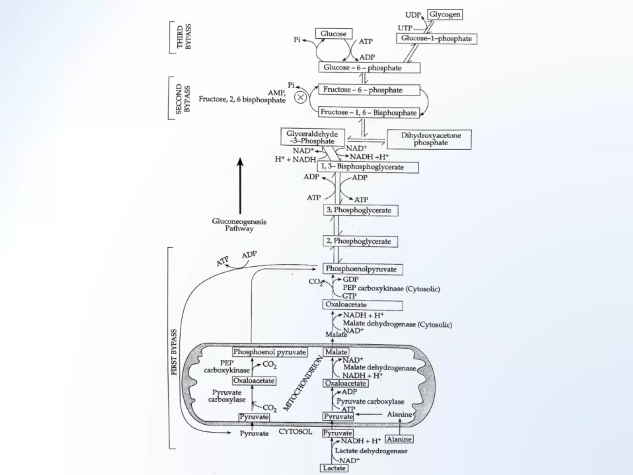 AN OVERVIEW OF BIOCHEMICAL PATHWAYS- SOURCE OF ALL METABOLIC FUEL | PPT