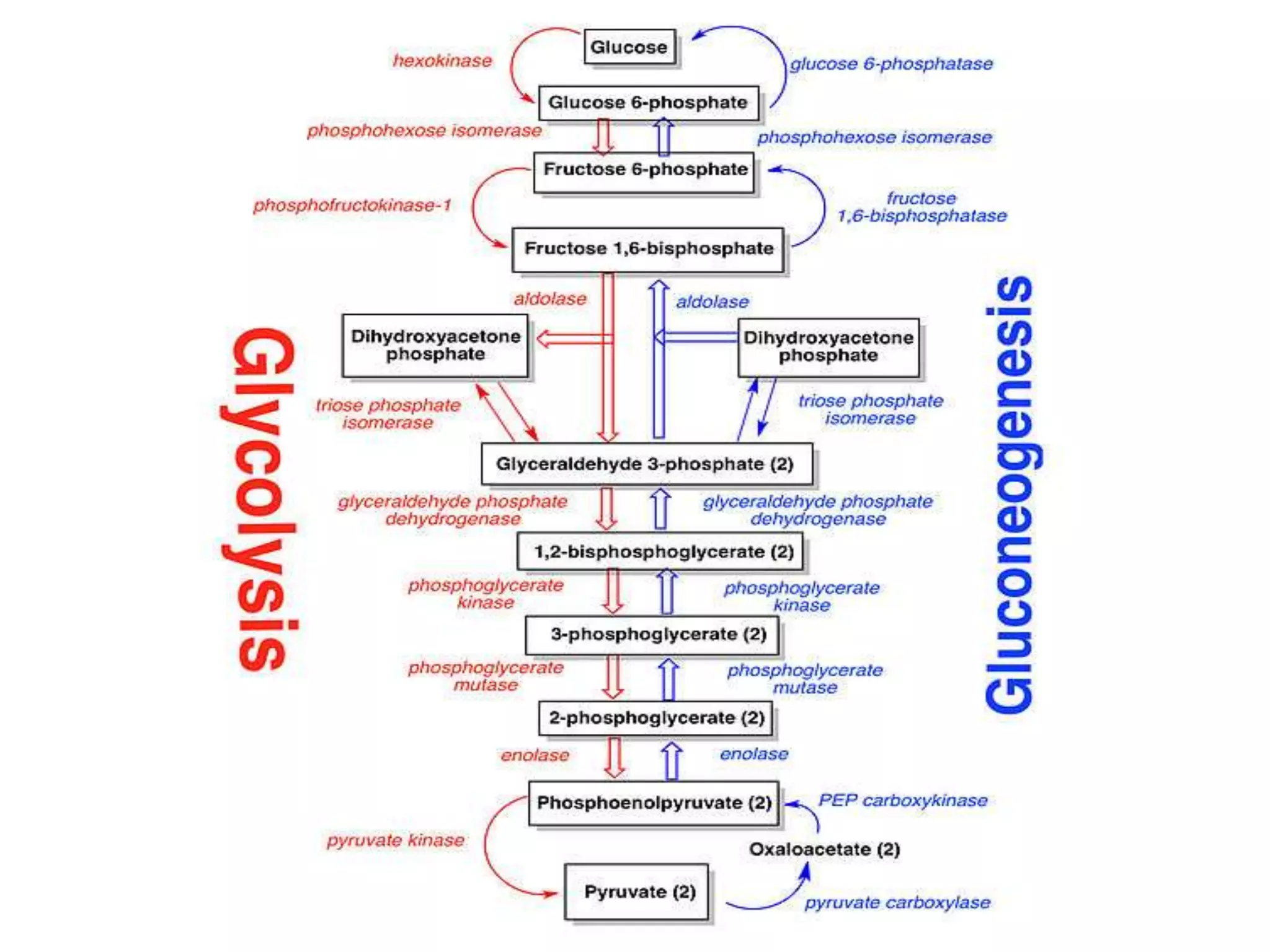 AN OVERVIEW OF BIOCHEMICAL PATHWAYS- SOURCE OF ALL METABOLIC FUEL | PPT