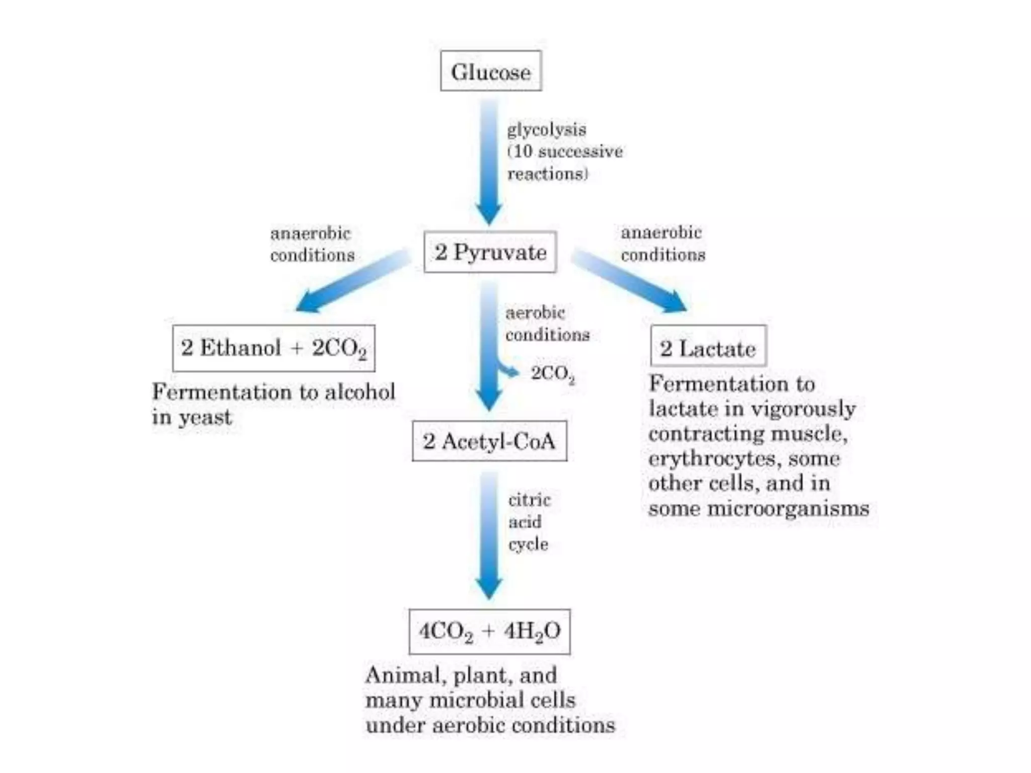 AN OVERVIEW OF BIOCHEMICAL PATHWAYS- SOURCE OF ALL METABOLIC FUEL | PPT