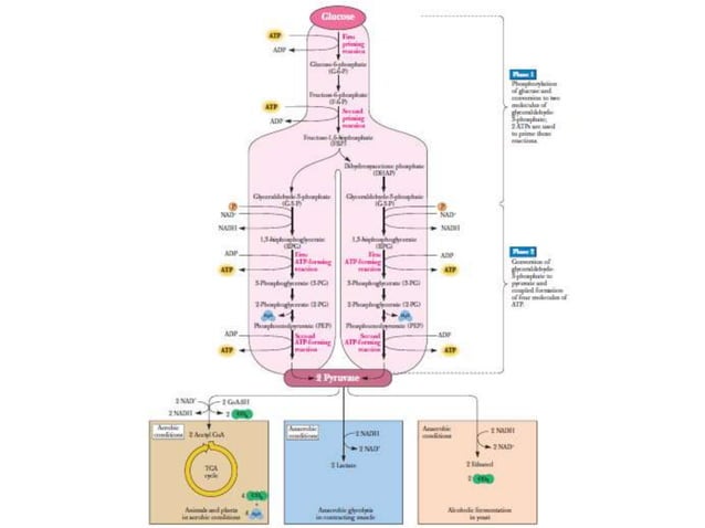 AN OVERVIEW OF BIOCHEMICAL PATHWAYS- SOURCE OF ALL METABOLIC FUEL | PPT