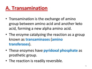 Metabolism of protein | PPTX