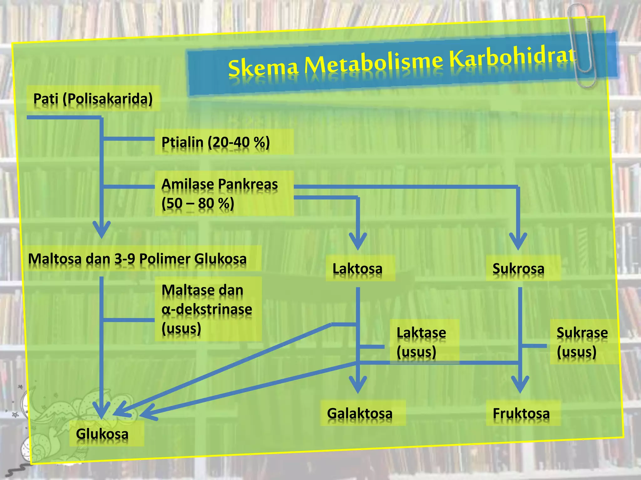 Metabolism schema | PPTX