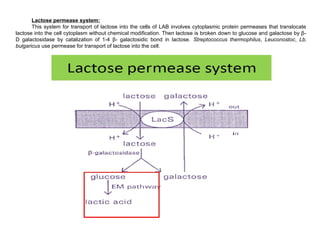 Metabolism of Starter Culture diary microbiology.pptx