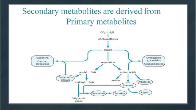 primary and secondary metabolites | PPTX | Chemistry | Science